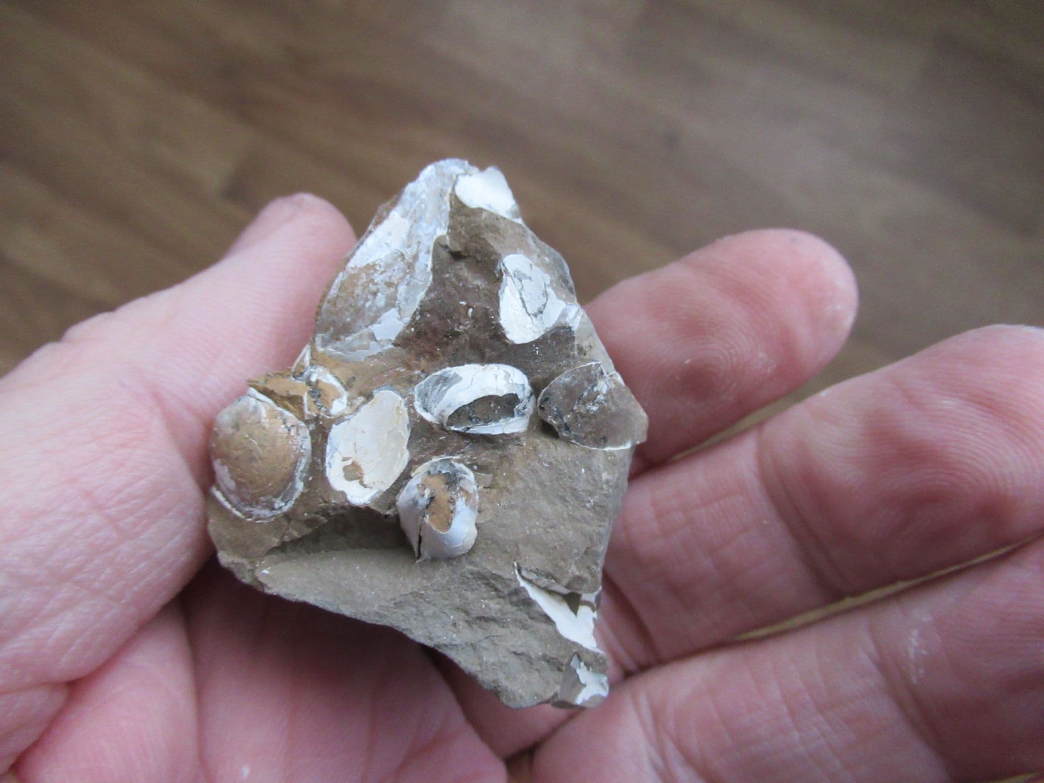 Modiolus minimus diminutive bivalves