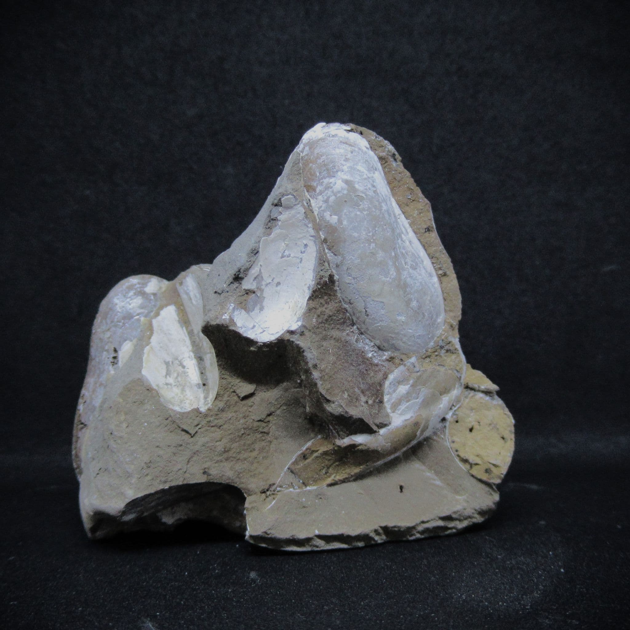 Modiolus minimus diminutive bivalves