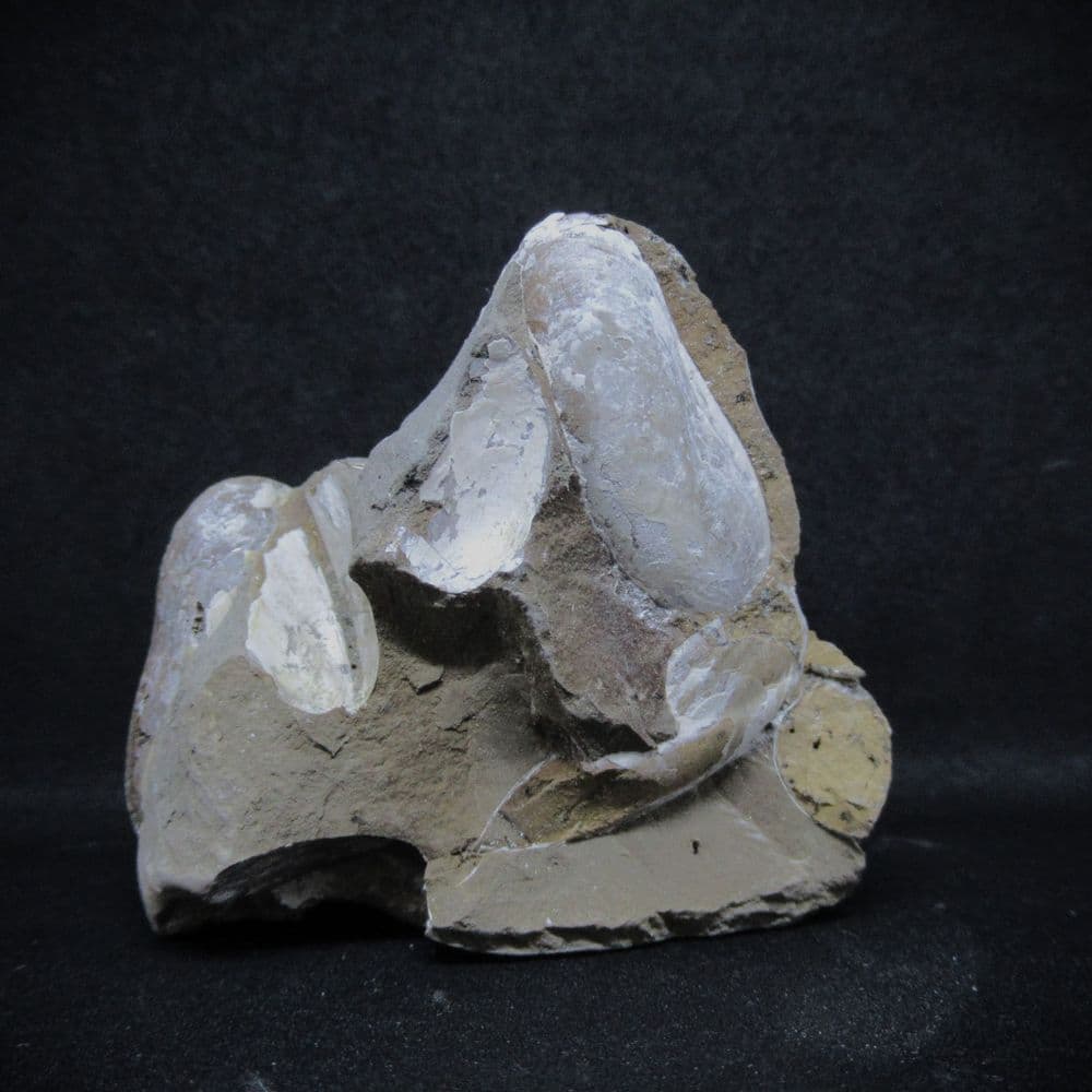 Modiolus minimus diminutive bivalves