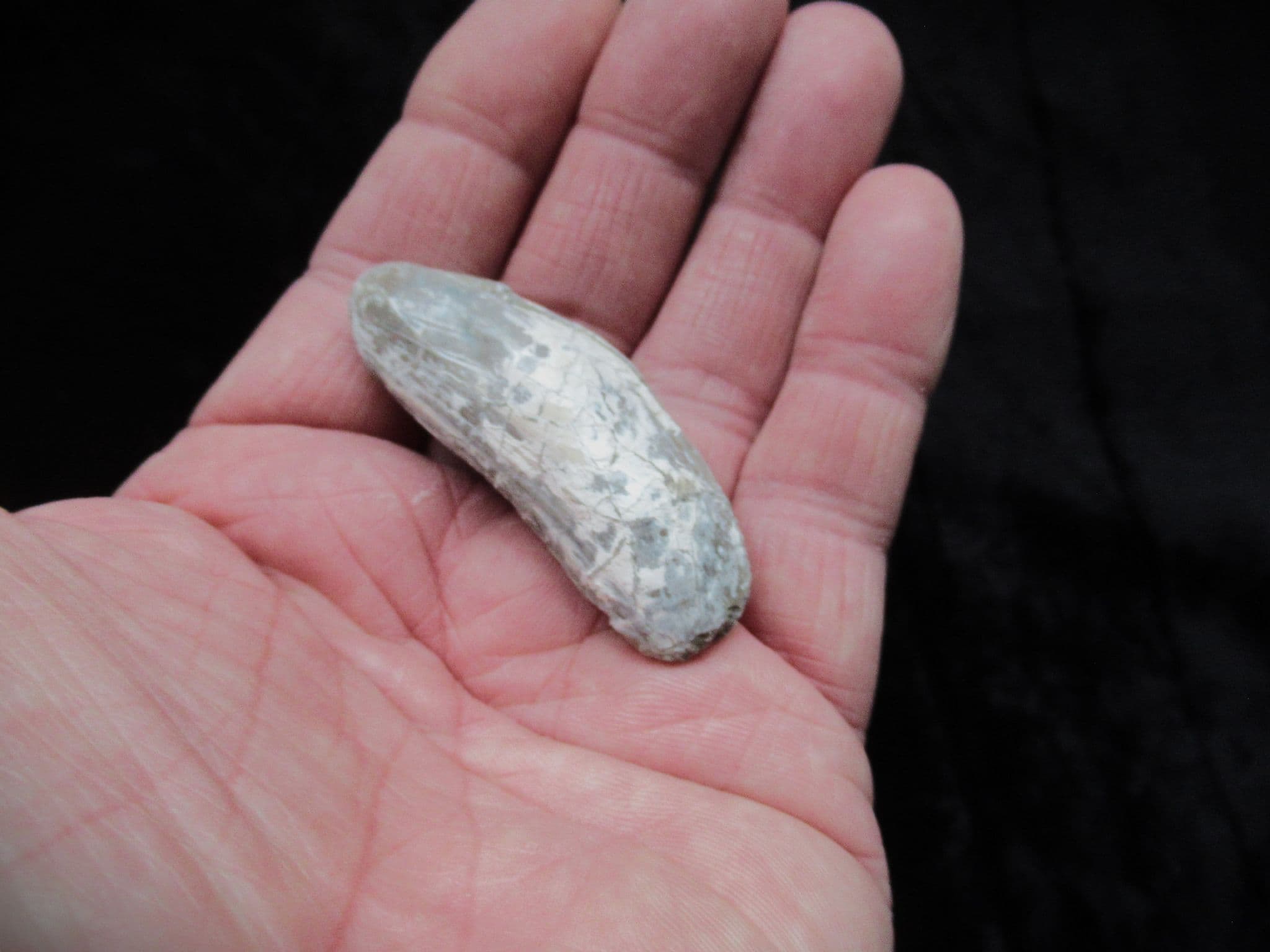 Modiolus Scalprum Long razor shell