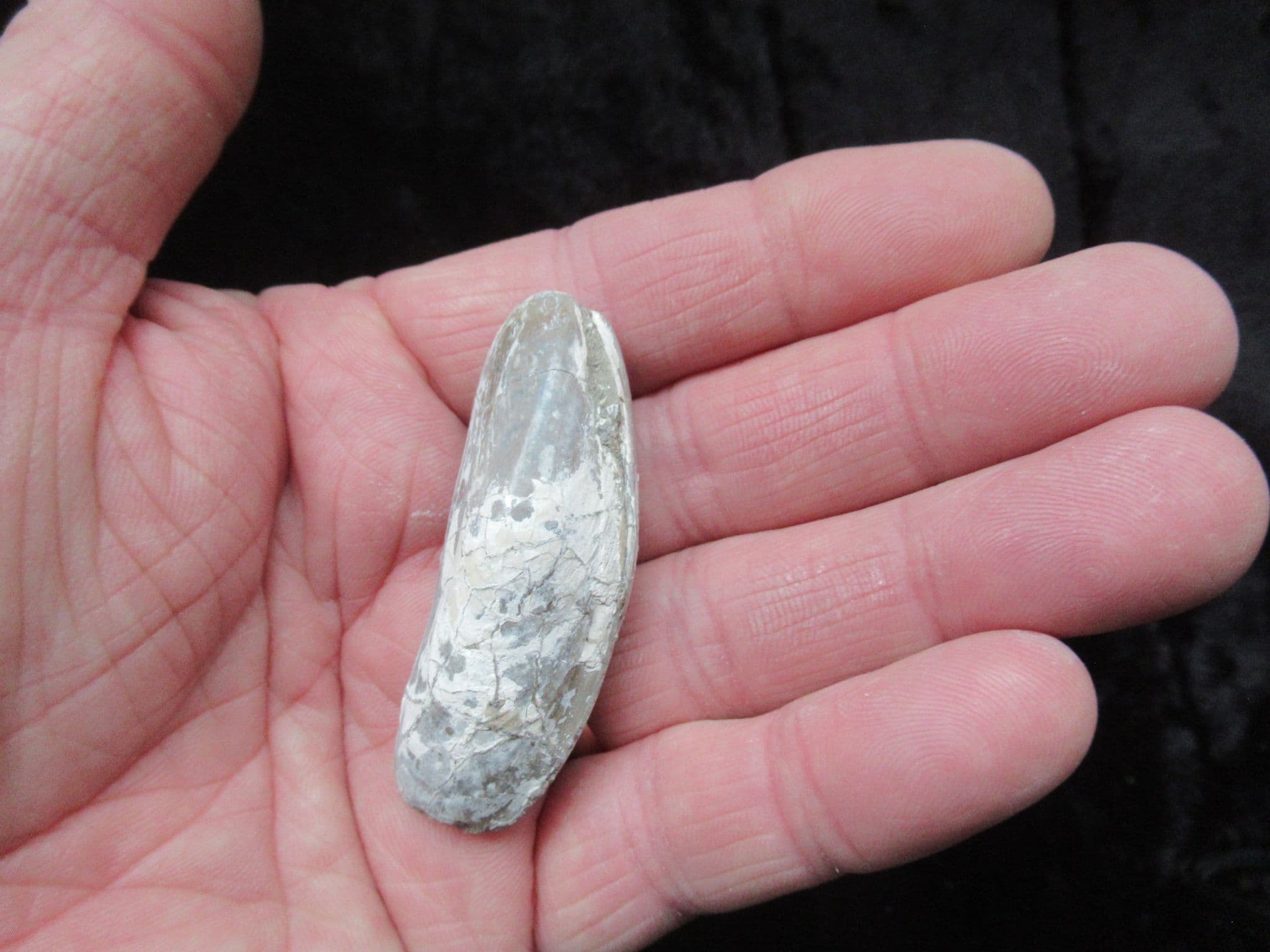 Modiolus Scalprum Long razor shell