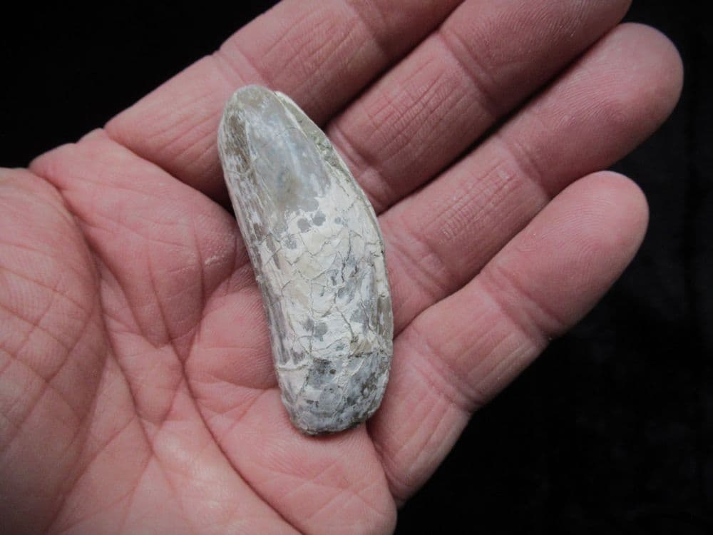 Modiolus Scalprum Long razor shell