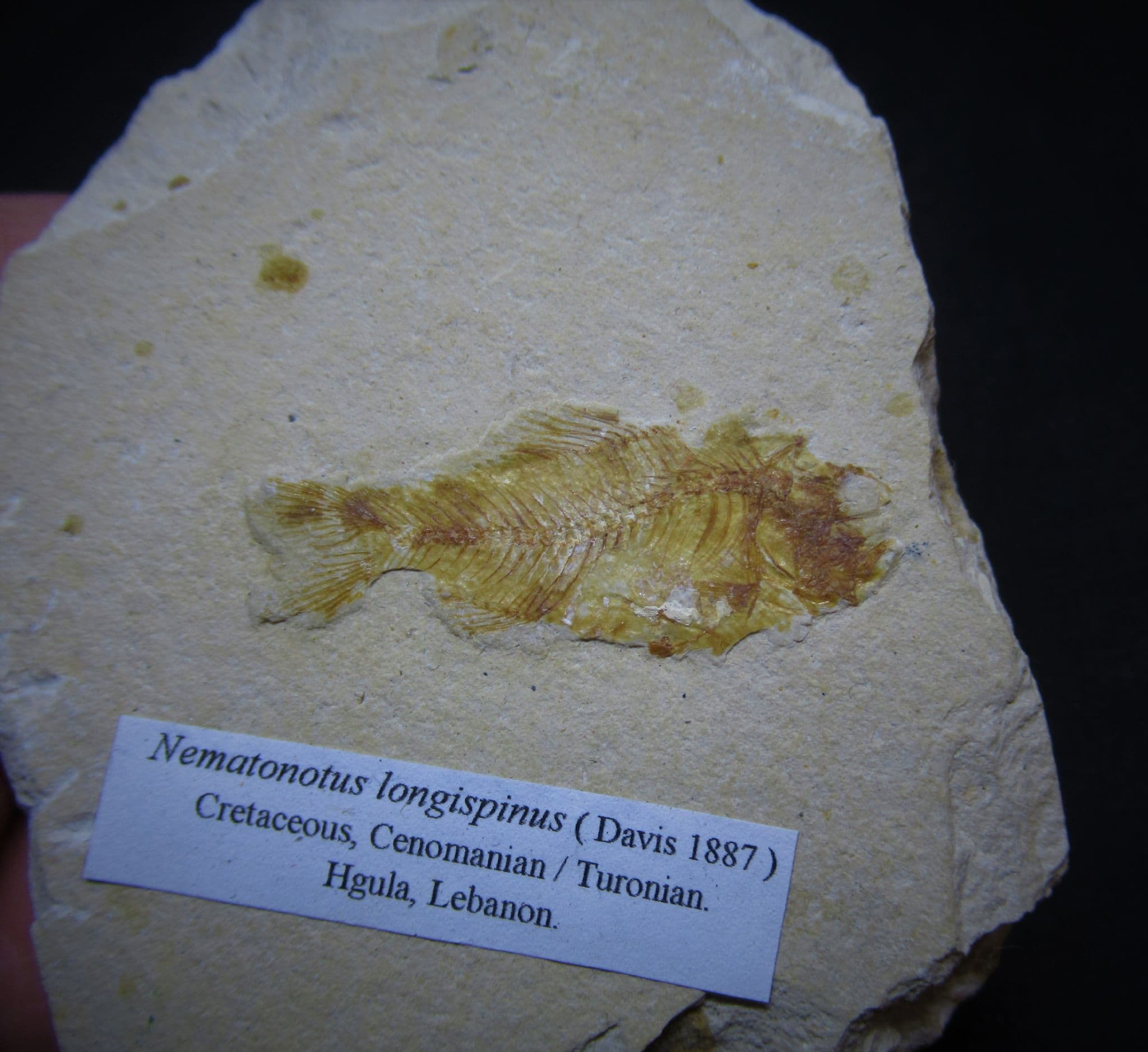 Nematonotus longispinus Cretaceous Lebanese fish