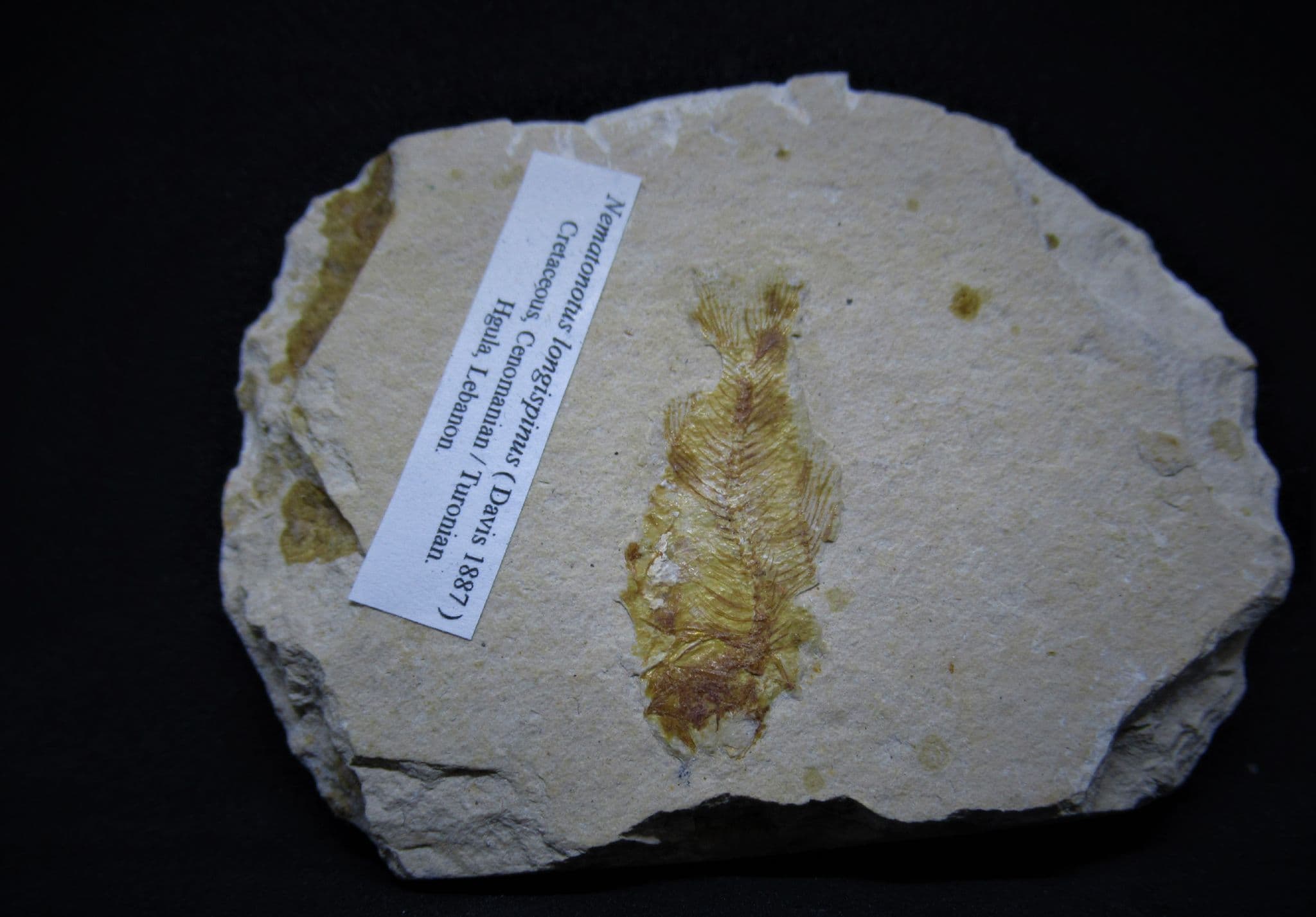 Nematonotus longispinus Cretaceous Lebanese fish
