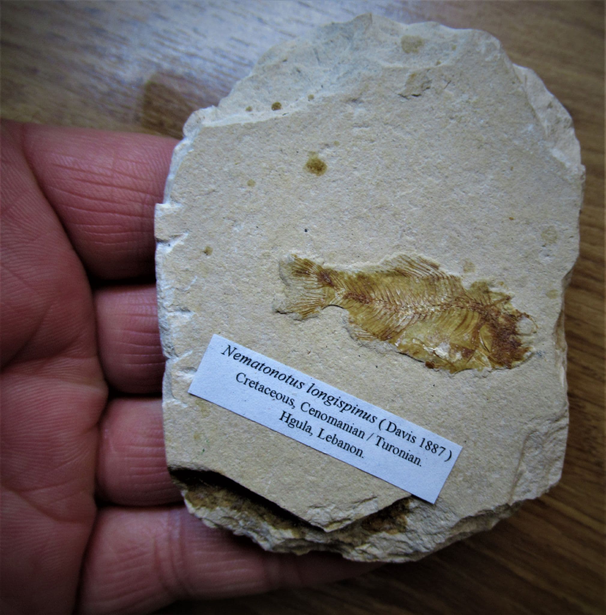 Nematonotus longispinus Cretaceous Lebanese fish