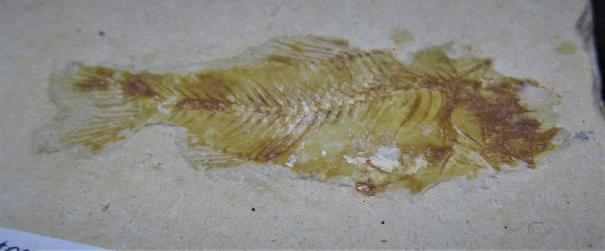 Nematonotus longispinus Cretaceous Lebanese fish