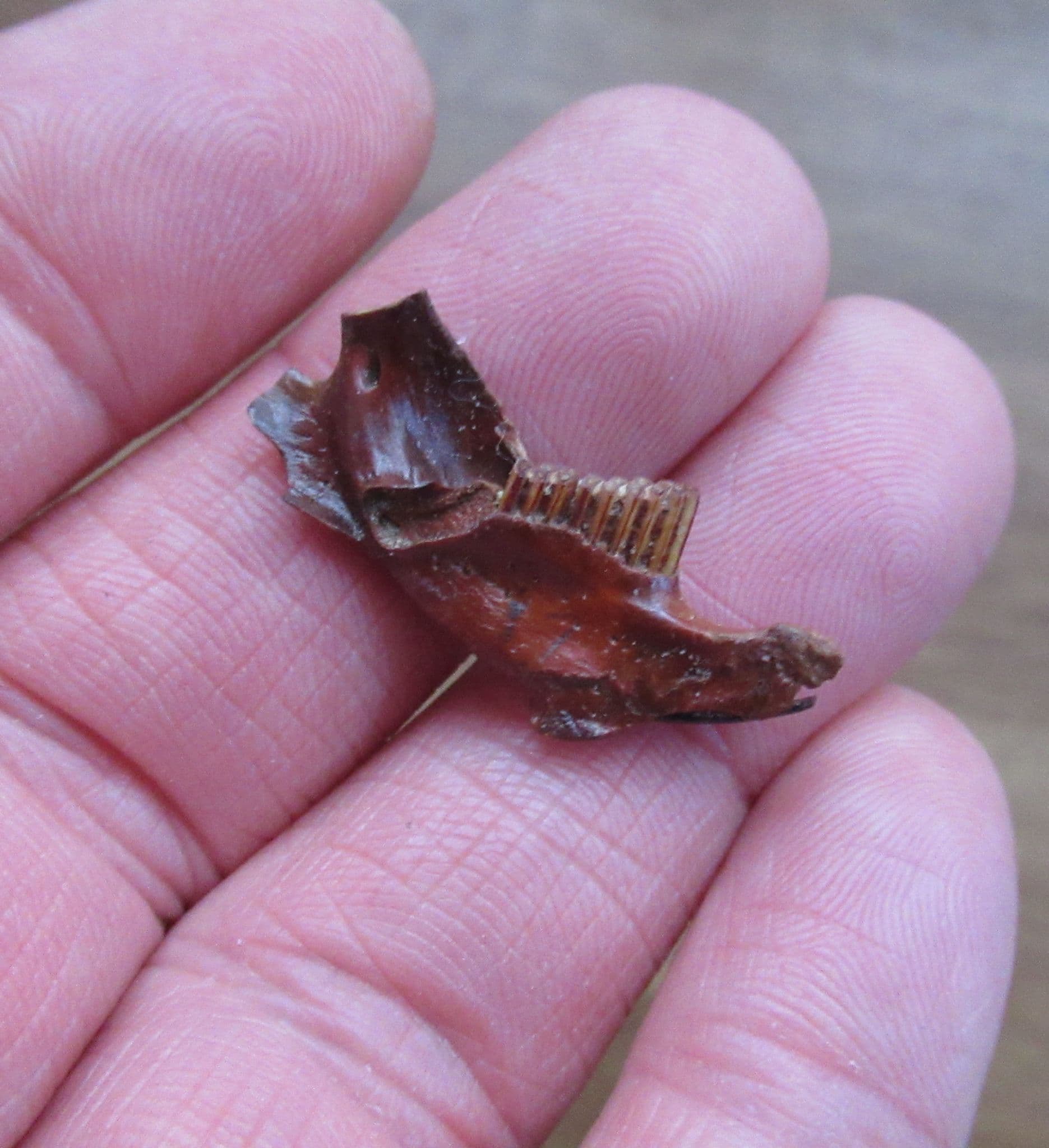 Neofiber alleni "Round tiled Muskrat"