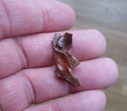 Neofiber alleni "Round tiled Muskrat"