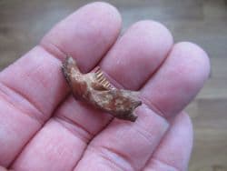 Neofiber alleni "Round tiled Muskrat"