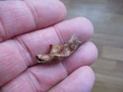 Neofiber alleni "Round tiled Muskrat"