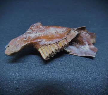 Neofiber alleni "Round tiled Muskrat"