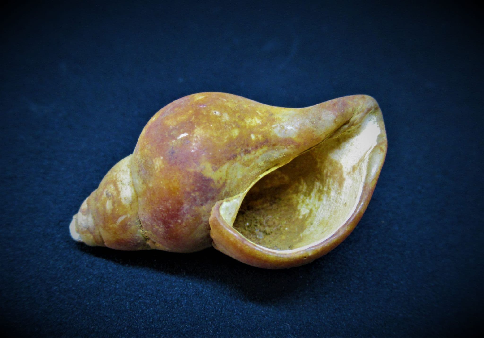 Neptunea contraria Left handed welk from the Red crag