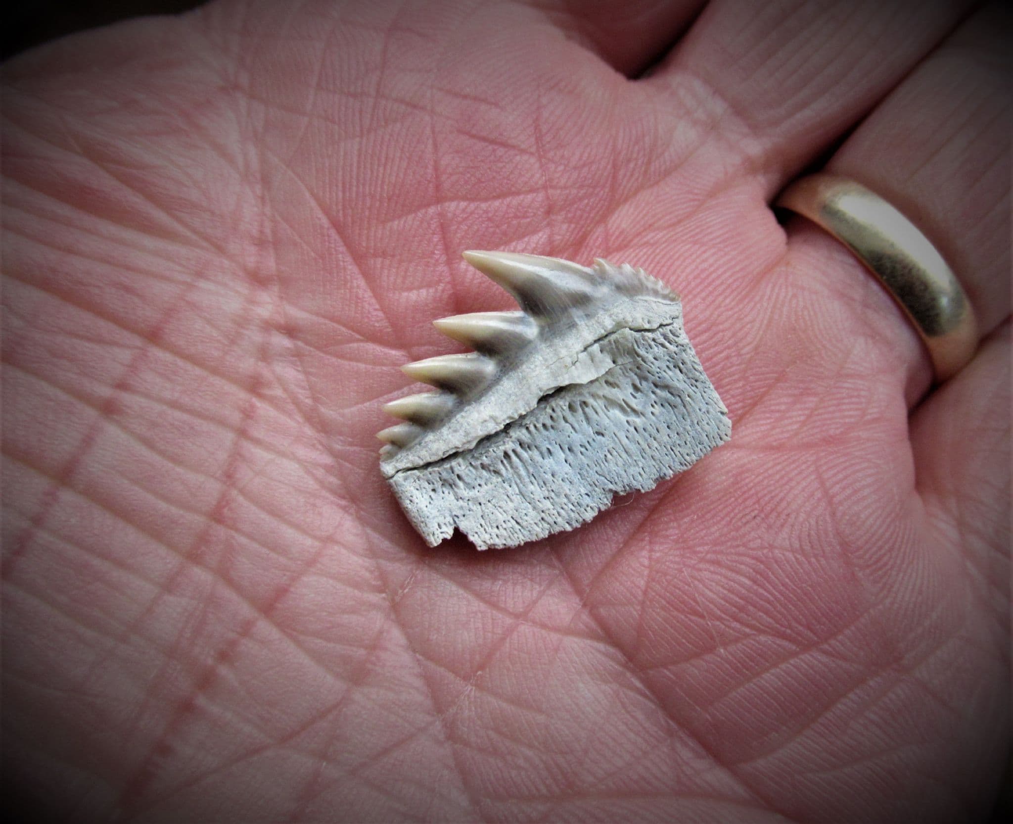 Notorynchus primigenius & x28;Agassiz& x29;