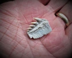 Notorynchus primigenius & x28;Agassiz& x29;