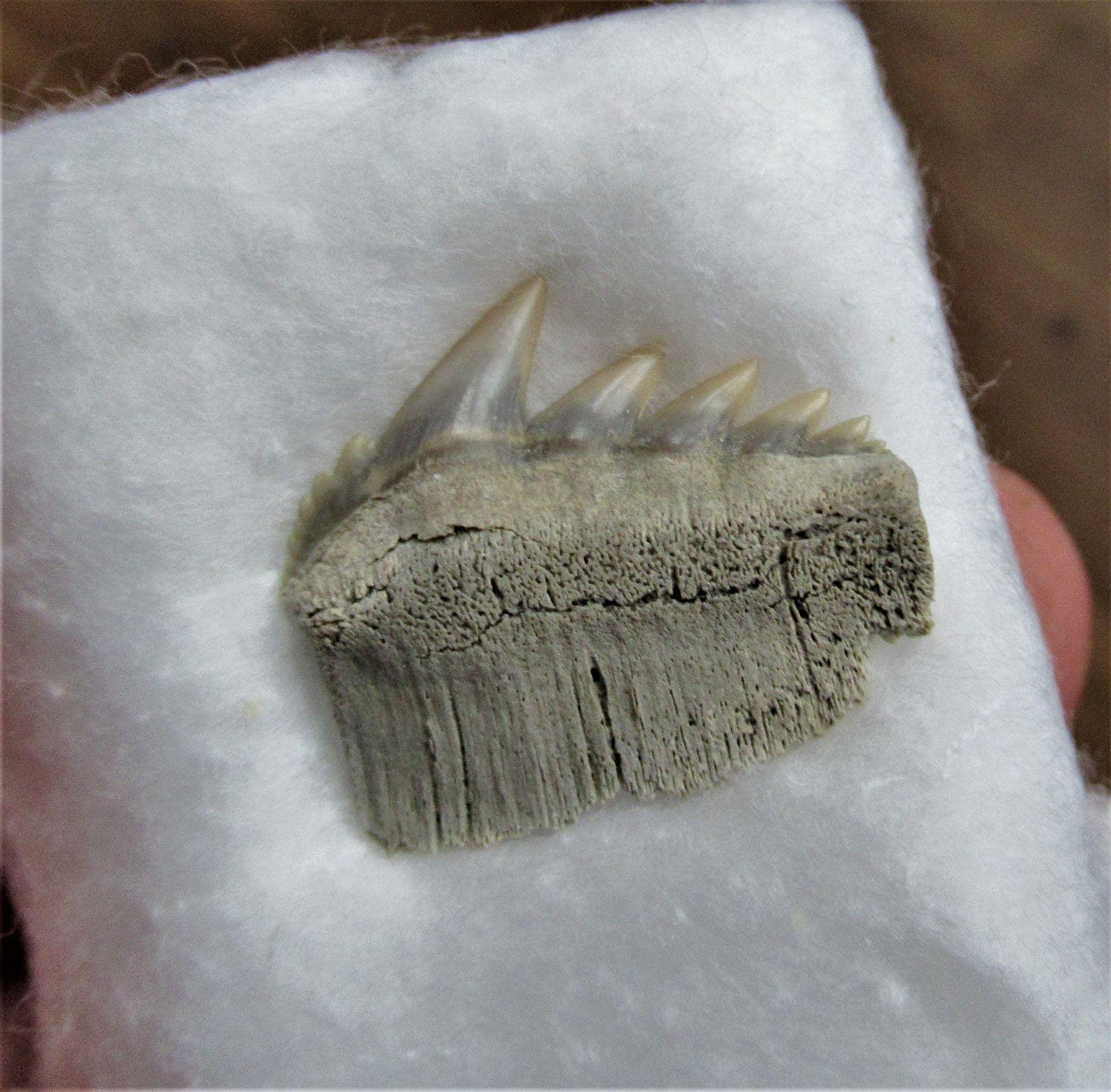 Notorynchus primigenius & x28;Agassiz& x29;