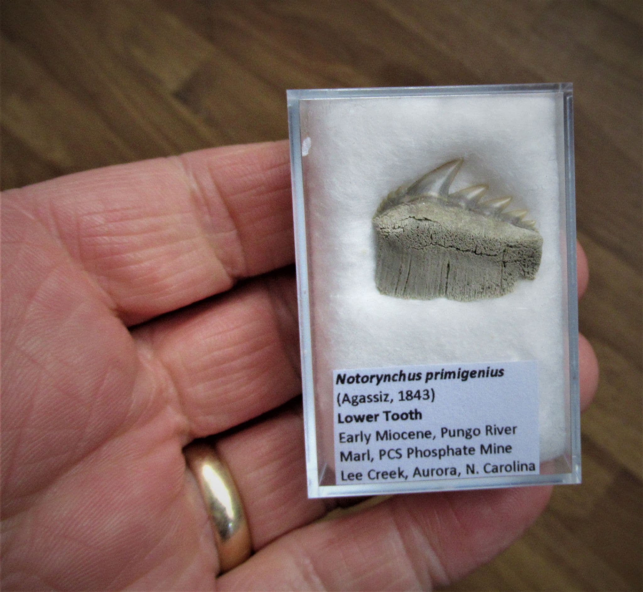 Notorynchus primigenius & x28;Agassiz& x29;