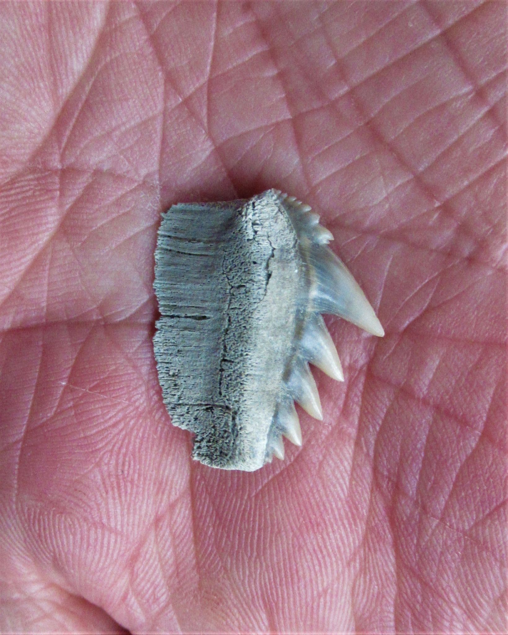 Notorynchus primigenius & x28;Agassiz& x29;