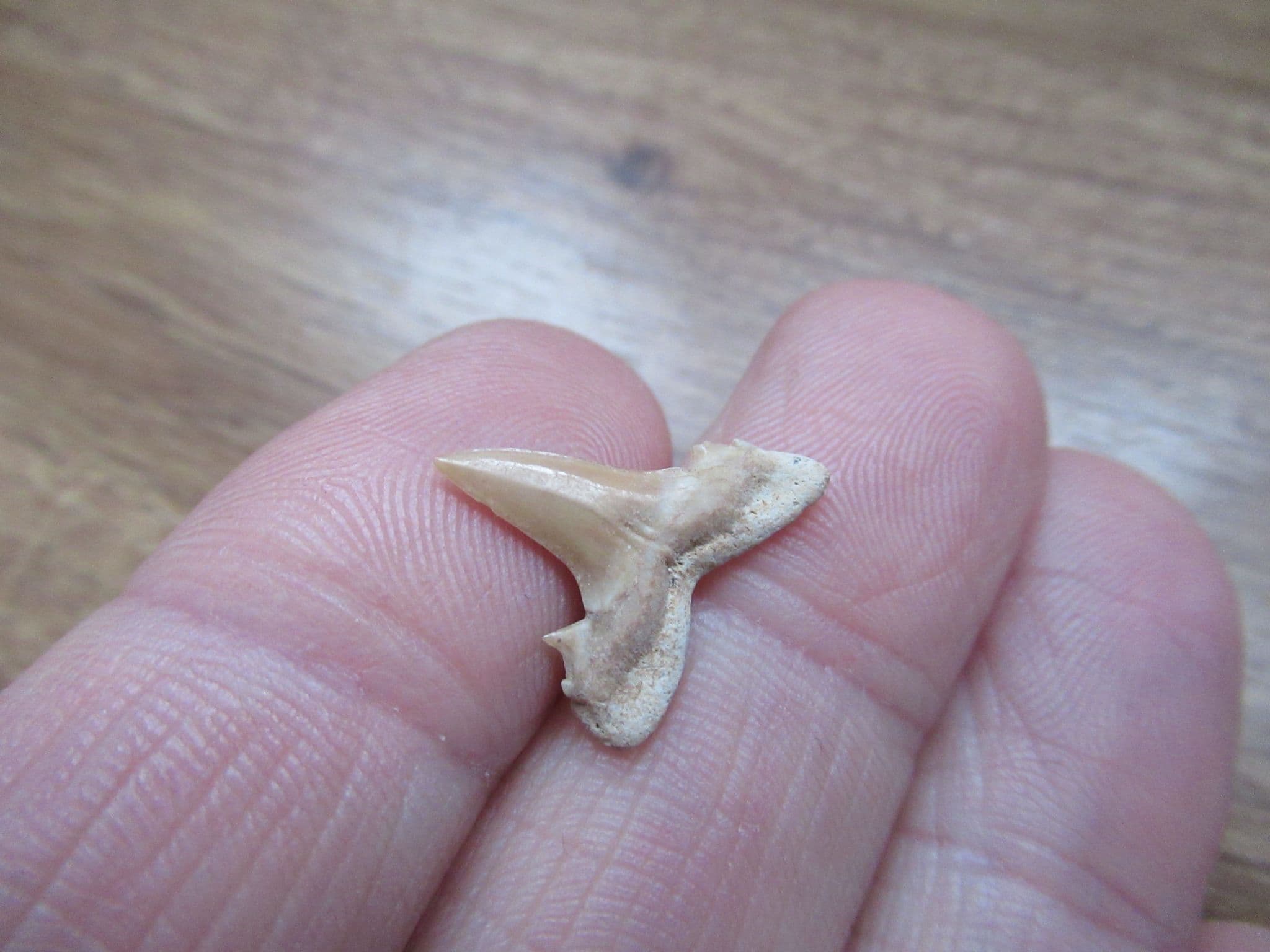 Odontaspis Substriata Sand Shark tooth