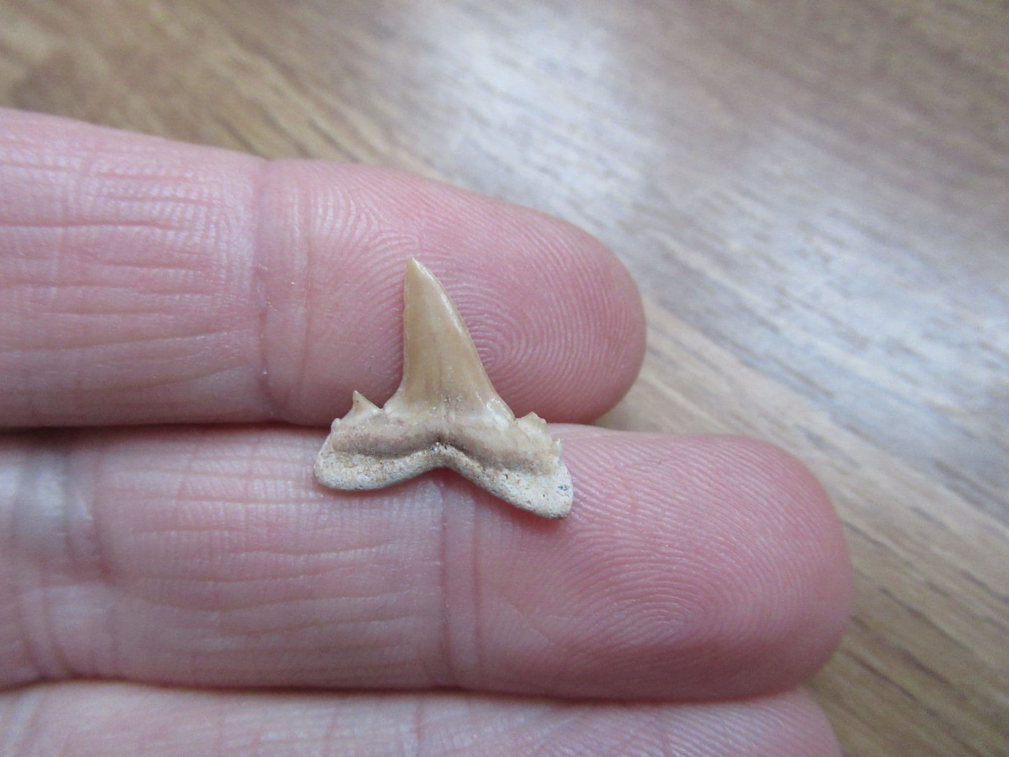 Odontaspis Substriata Sand Shark tooth