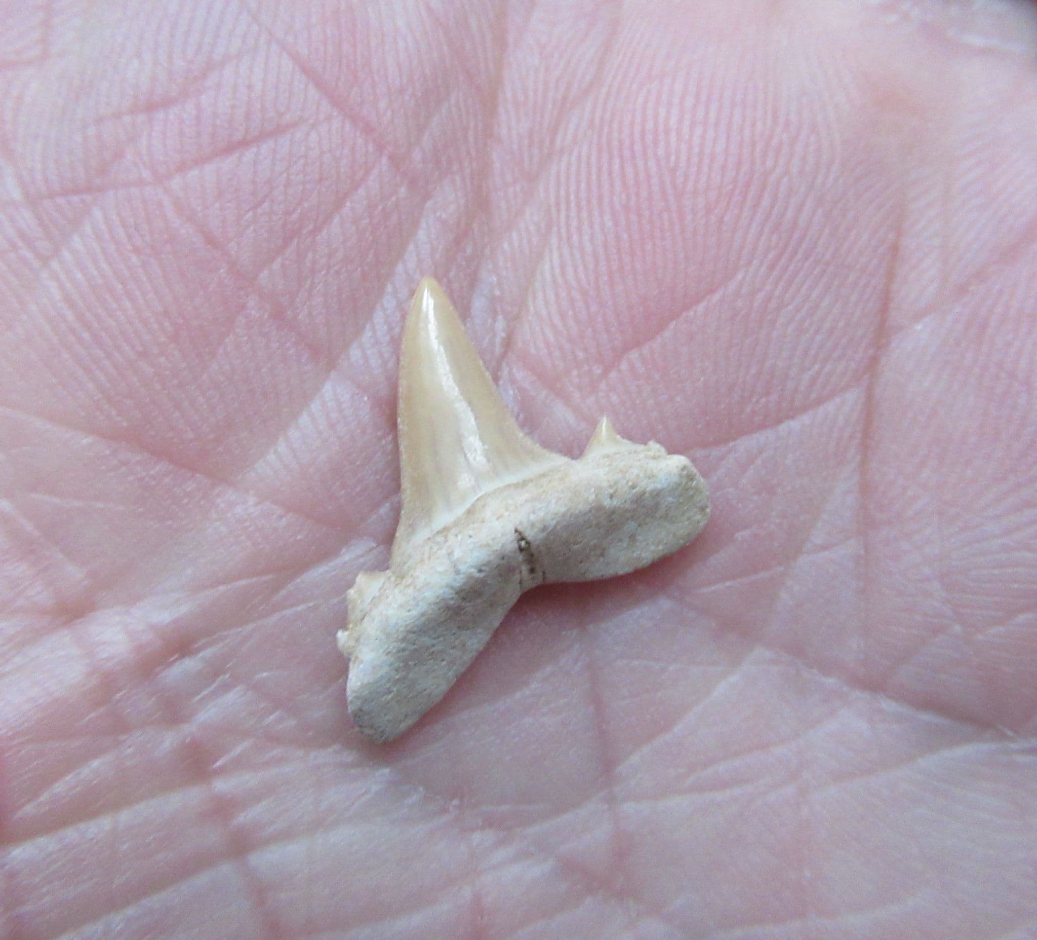 Odontaspis Substriata Sand Shark tooth