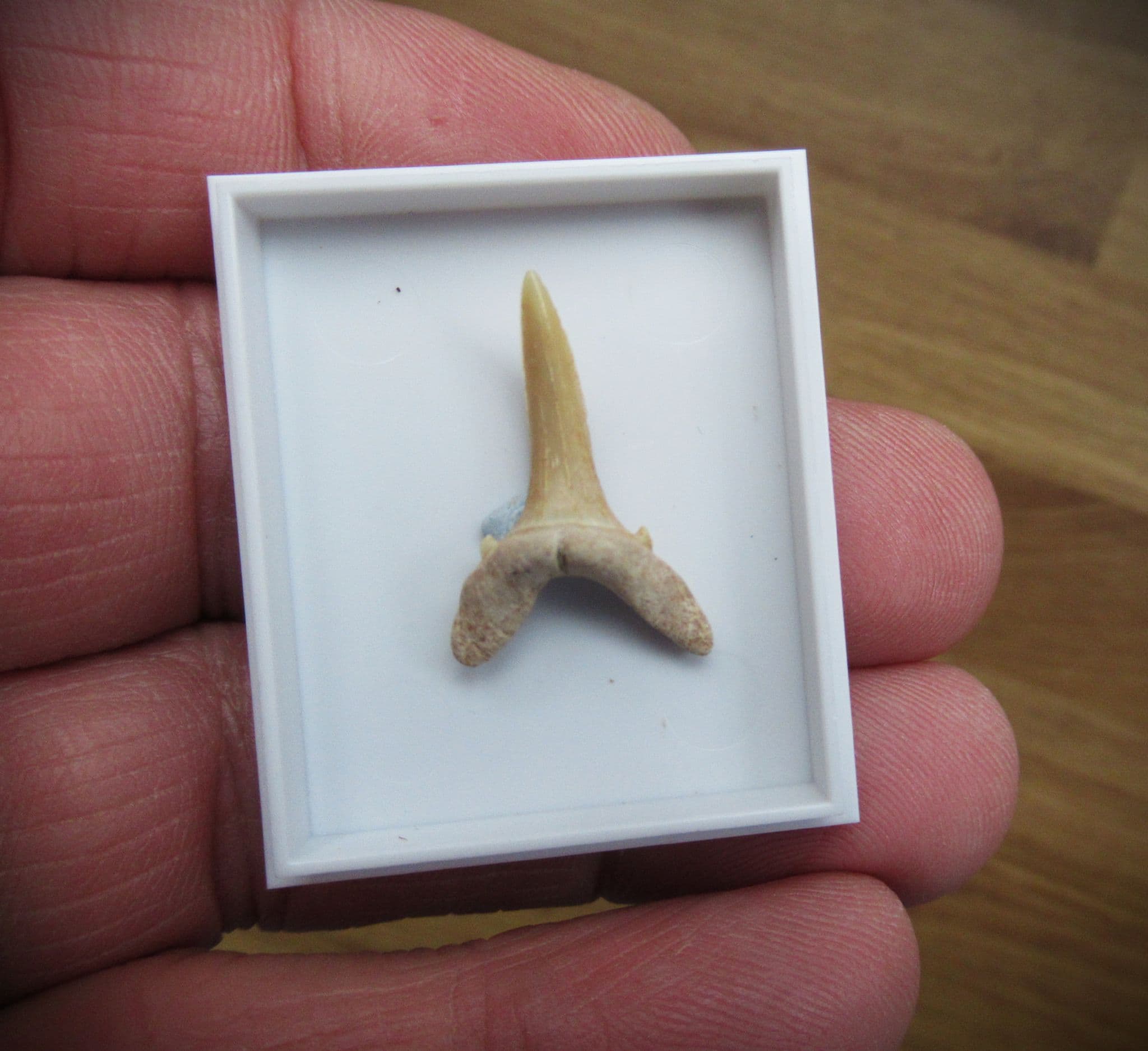 Sand Tiger Shark Teeth