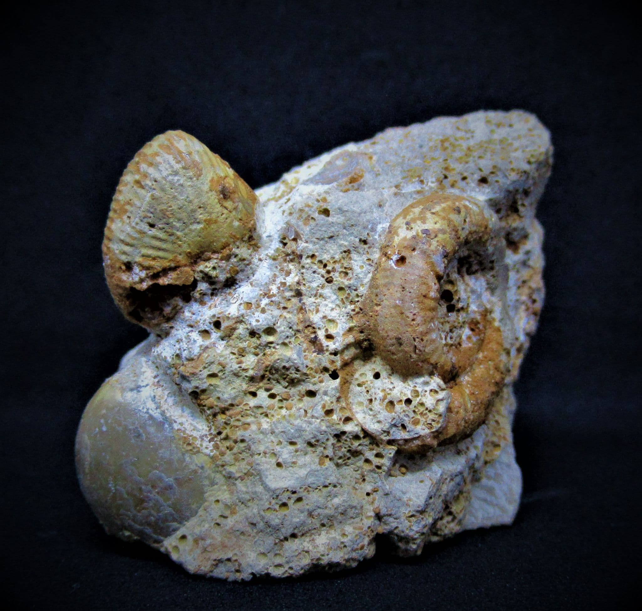 Oecoptychius refractus elbow ammonite
