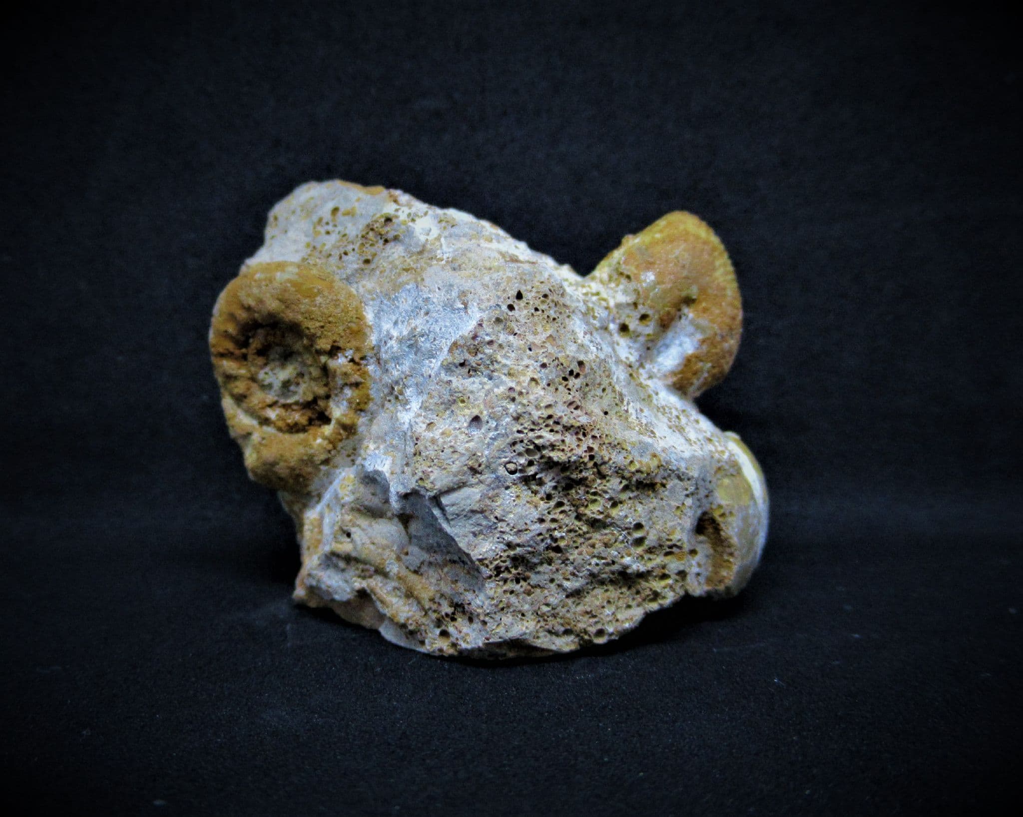 Oecoptychius refractus elbow ammonite