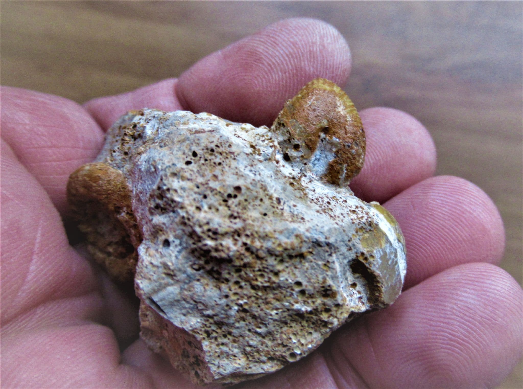 Oecoptychius refractus elbow ammonite