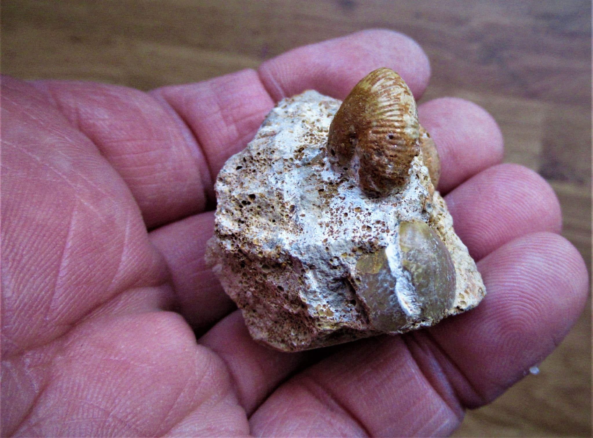 Oecoptychius refractus elbow ammonite