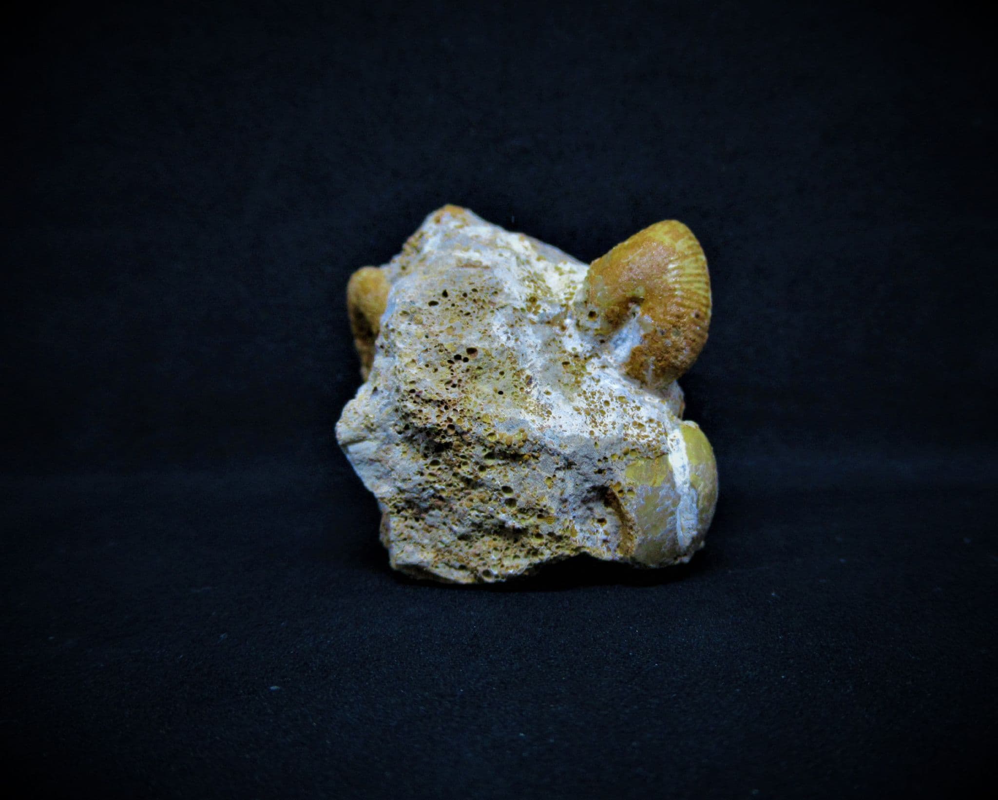 Oecoptychius refractus elbow ammonite