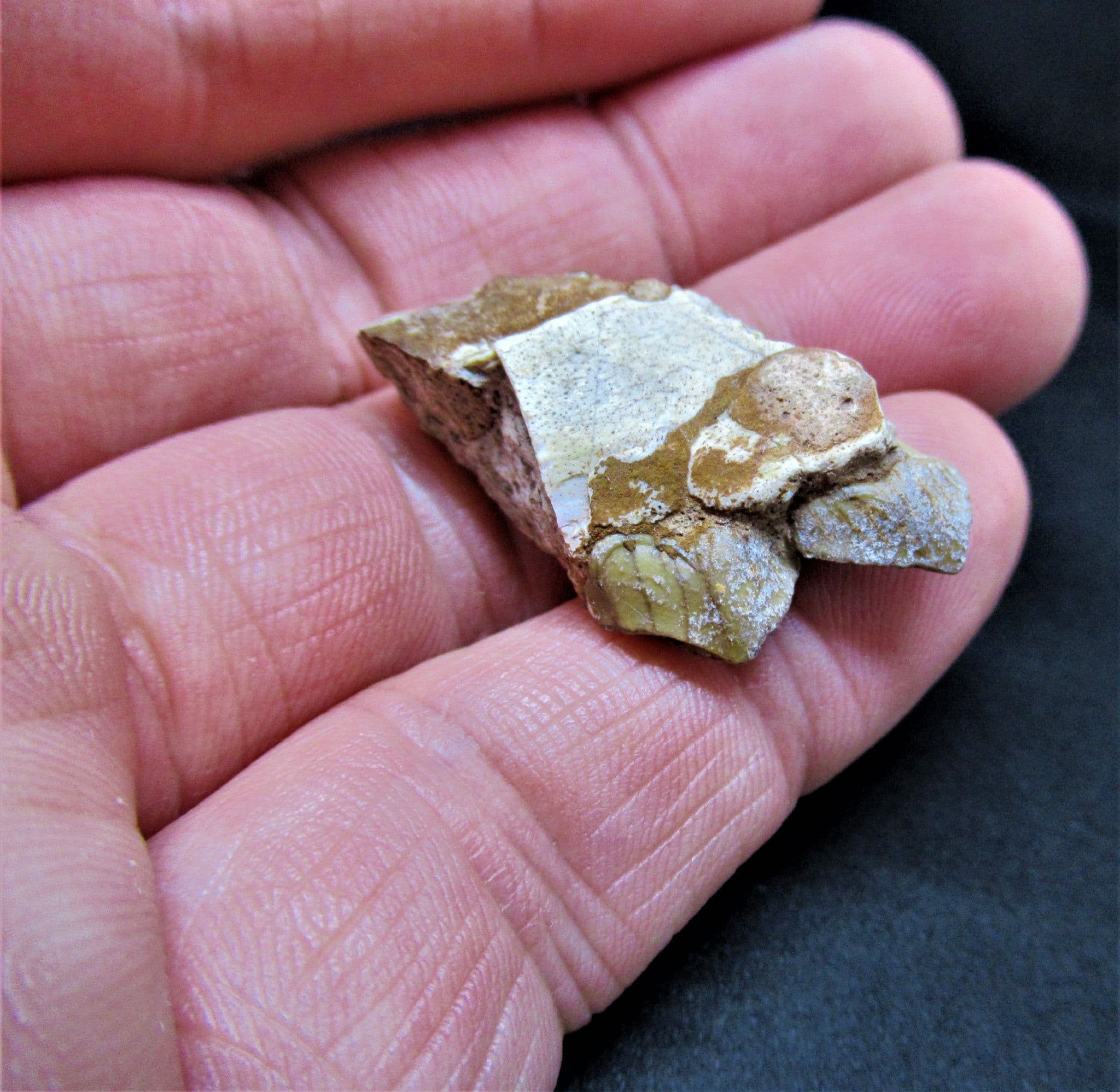 Oreodont jaw section with two teeth