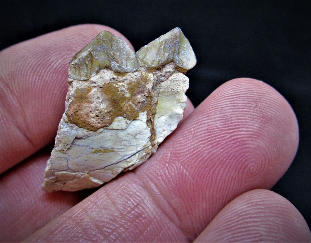 Oreodont jaw section with two teeth