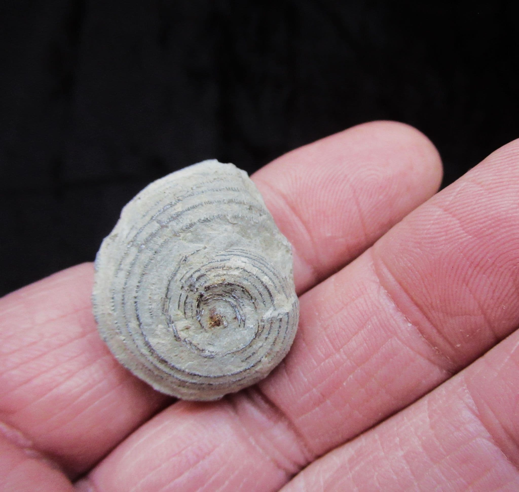 Oriostoma roemeri from the Silurian