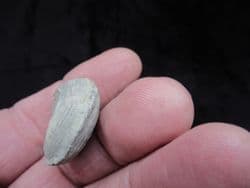 Oriostoma roemeri from the Silurian