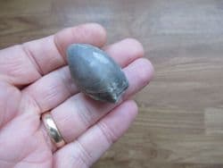 Ornithella lagenalis Cornbrash brachiopod