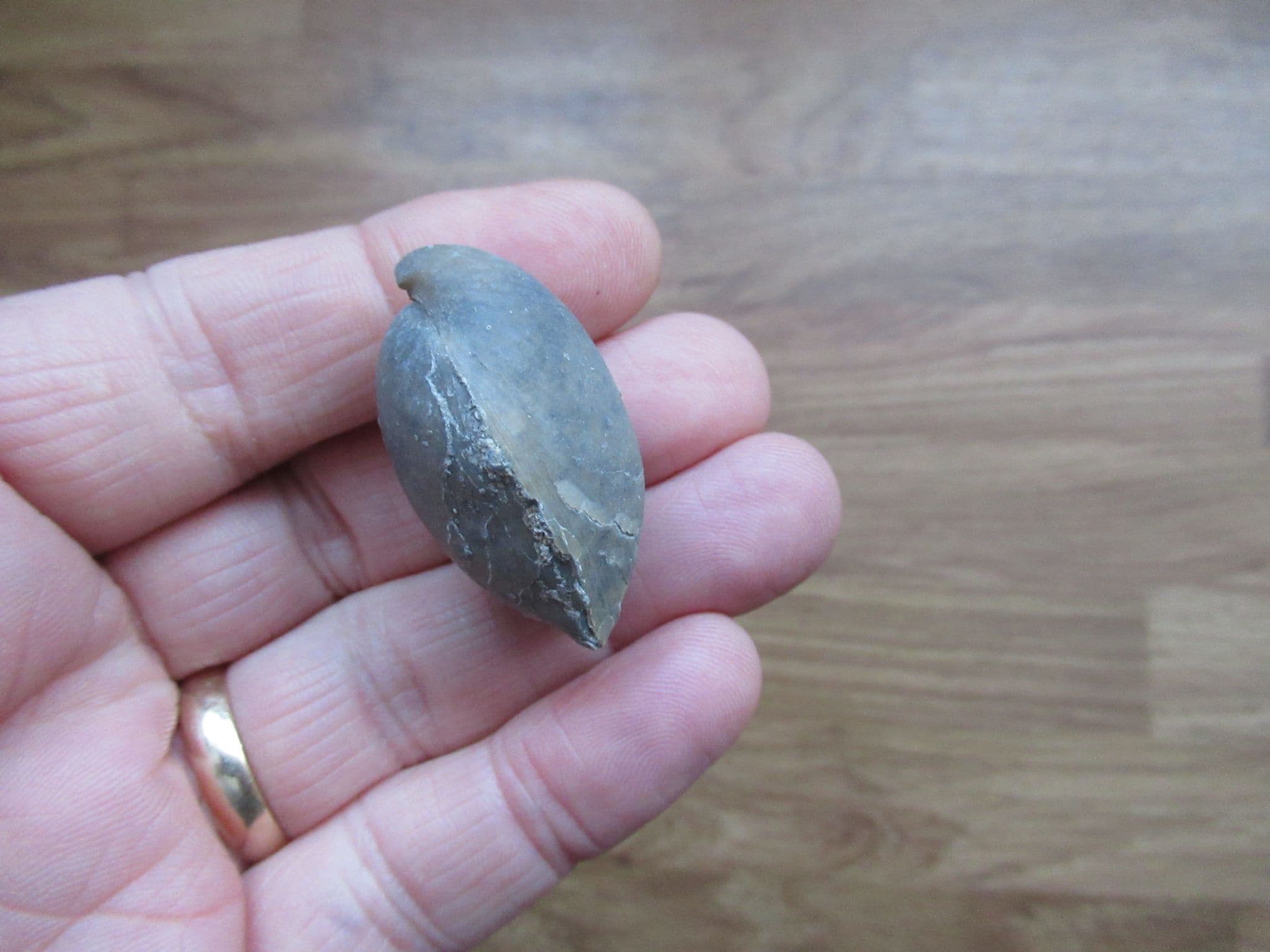 Ornithella lagenalis Cornbrash brachiopod
