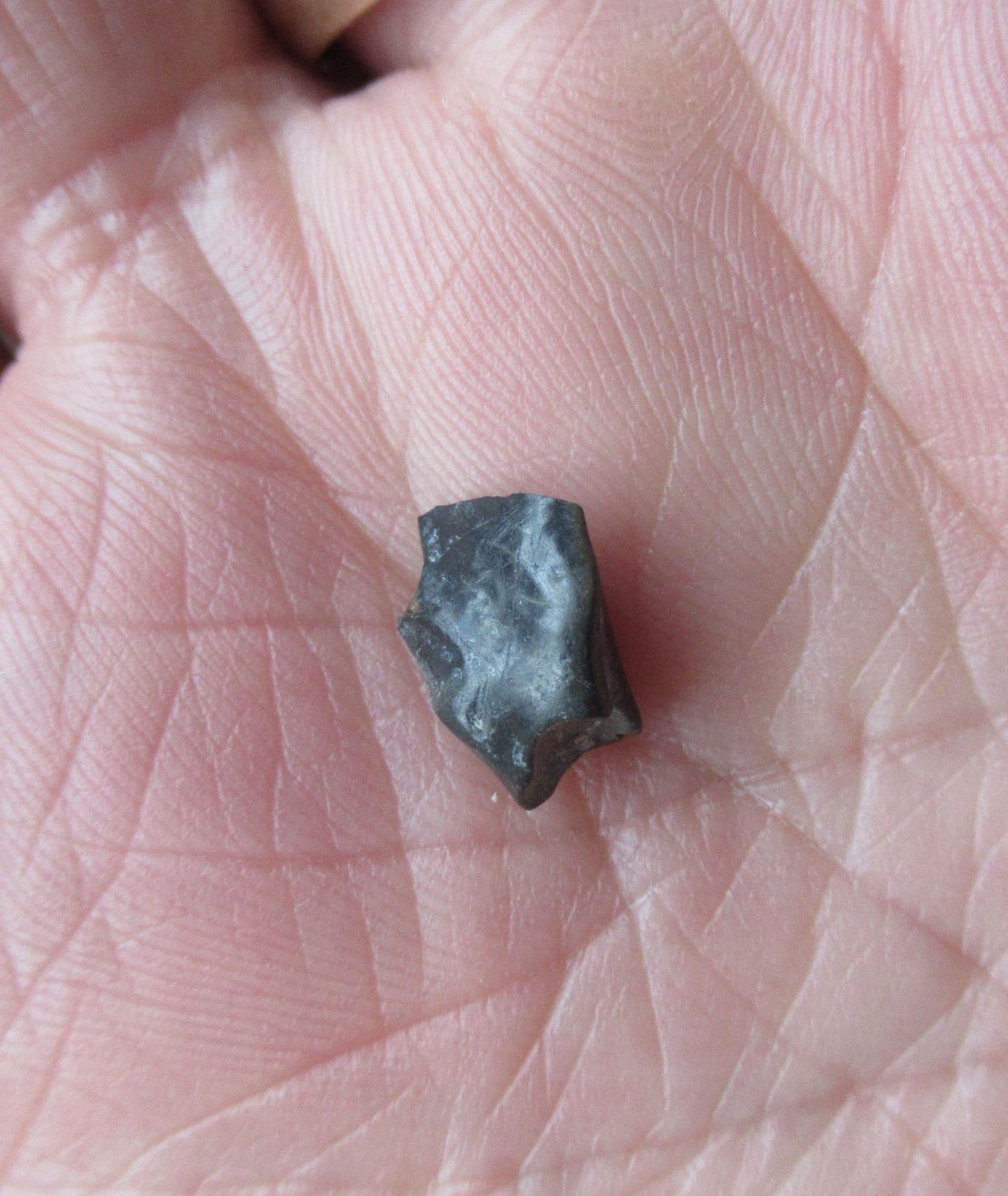 Ornithopod Dinosaur tooth from Sussex