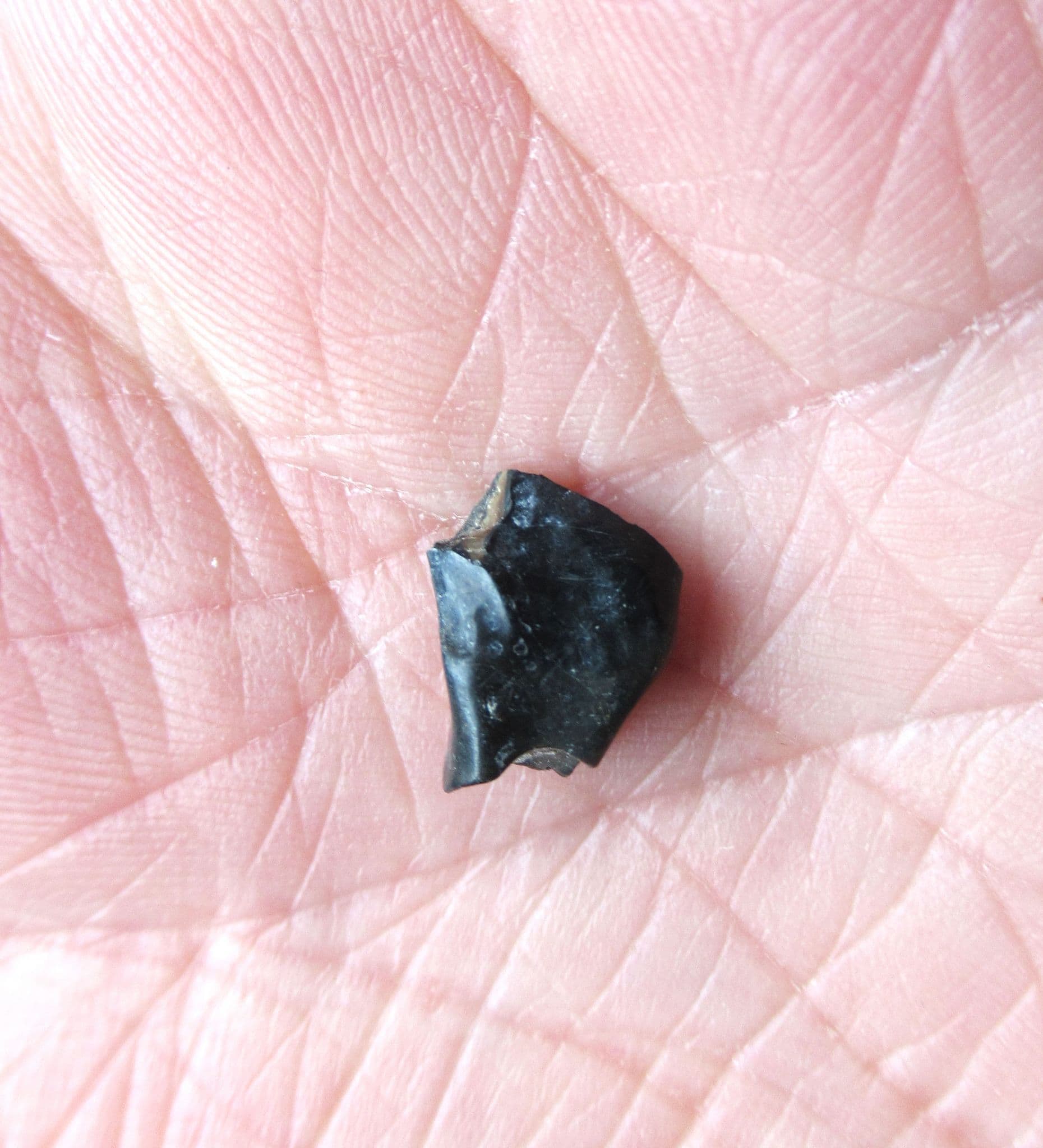 Ornithopod Dinosaur tooth from Sussex