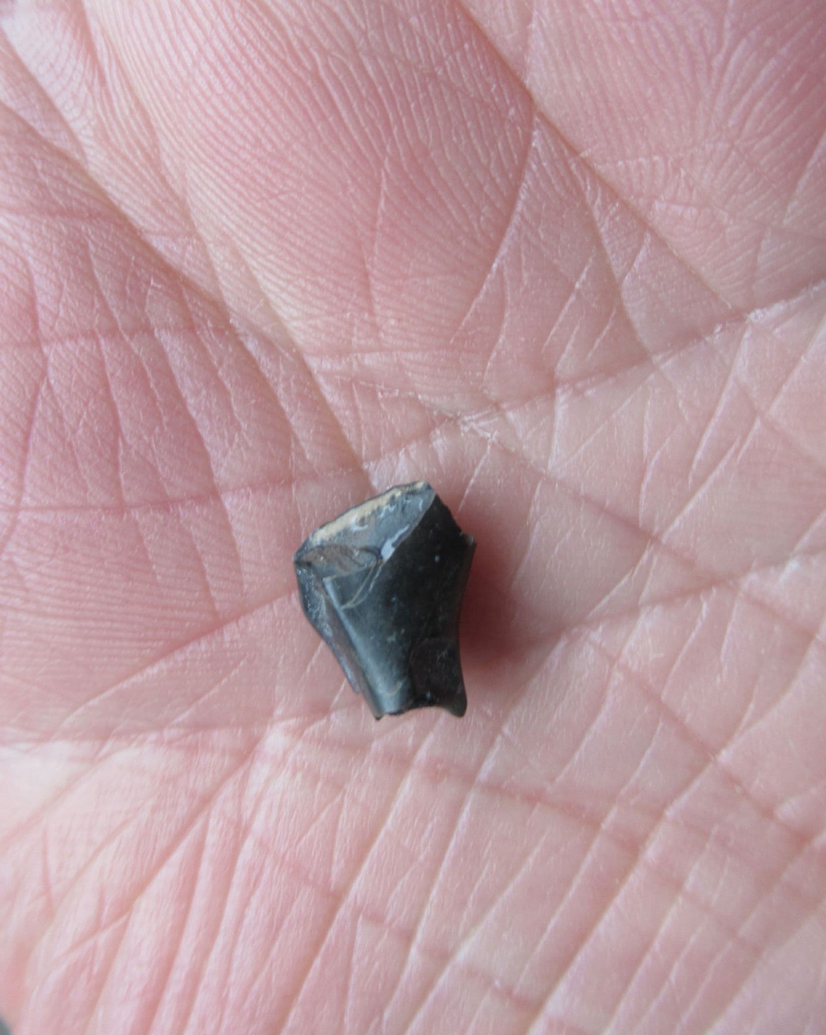 Ornithopod Dinosaur tooth from Sussex