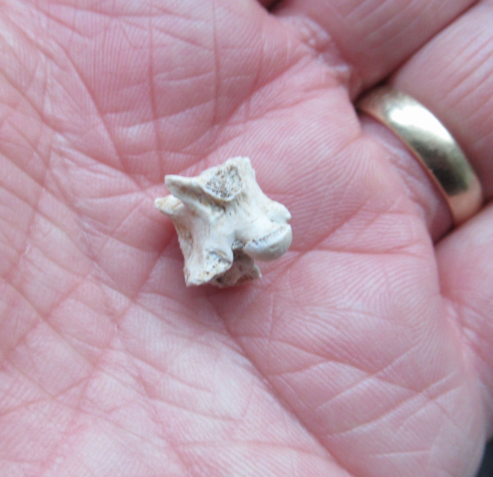 Palaeophis typhaeus sea snake vertebra