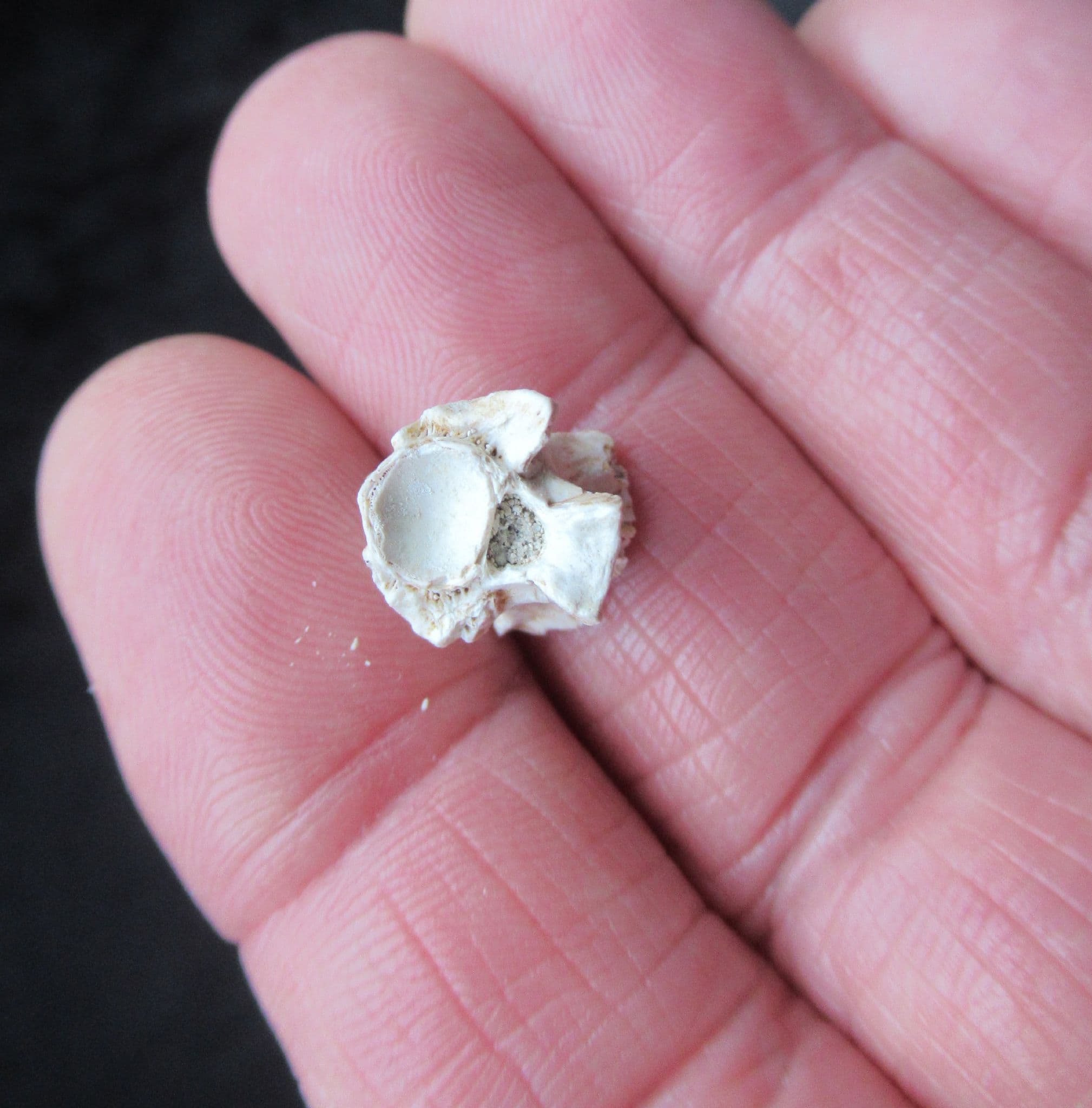 Palaeophis typhaeus sea snake vertebra