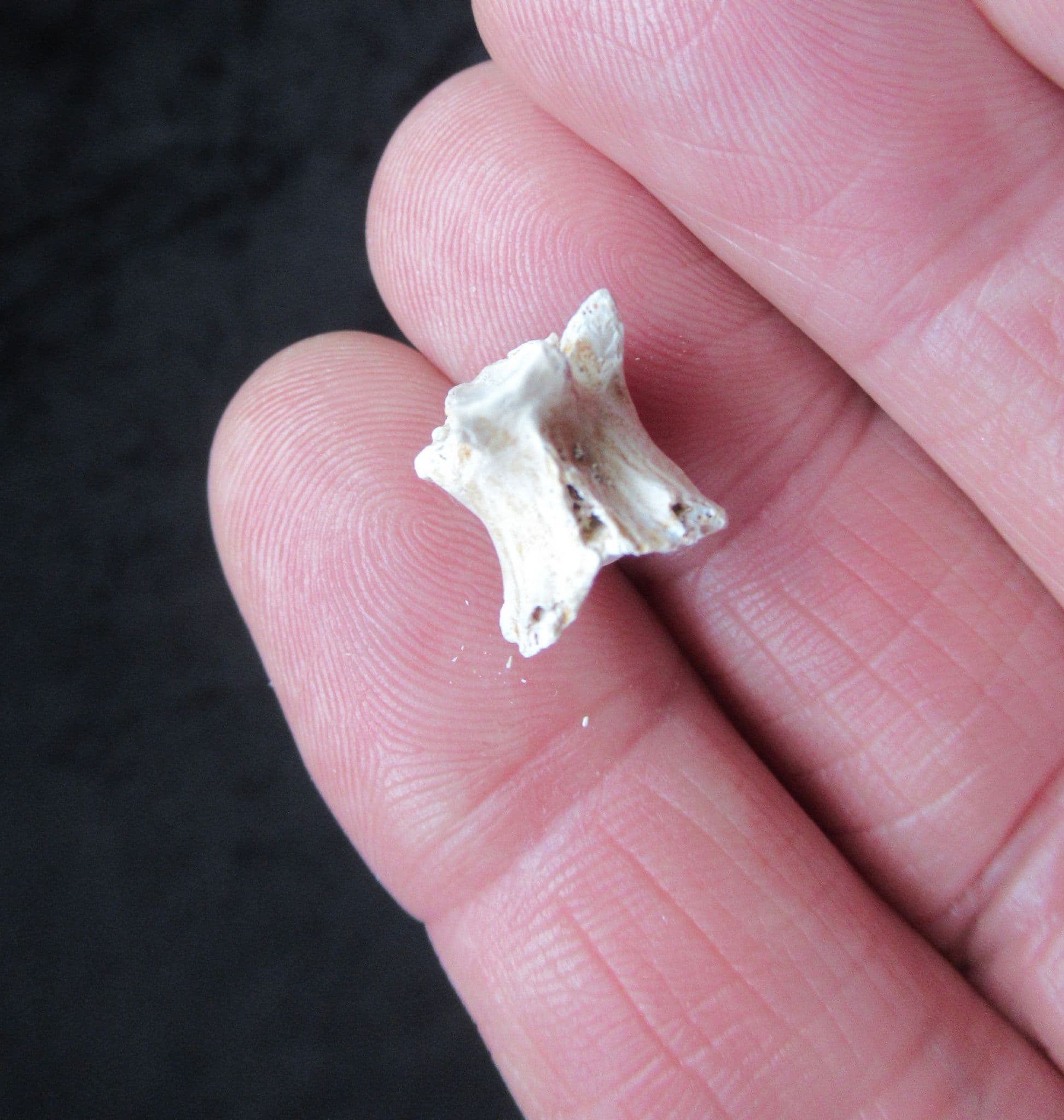 Palaeophis typhaeus sea snake vertebra