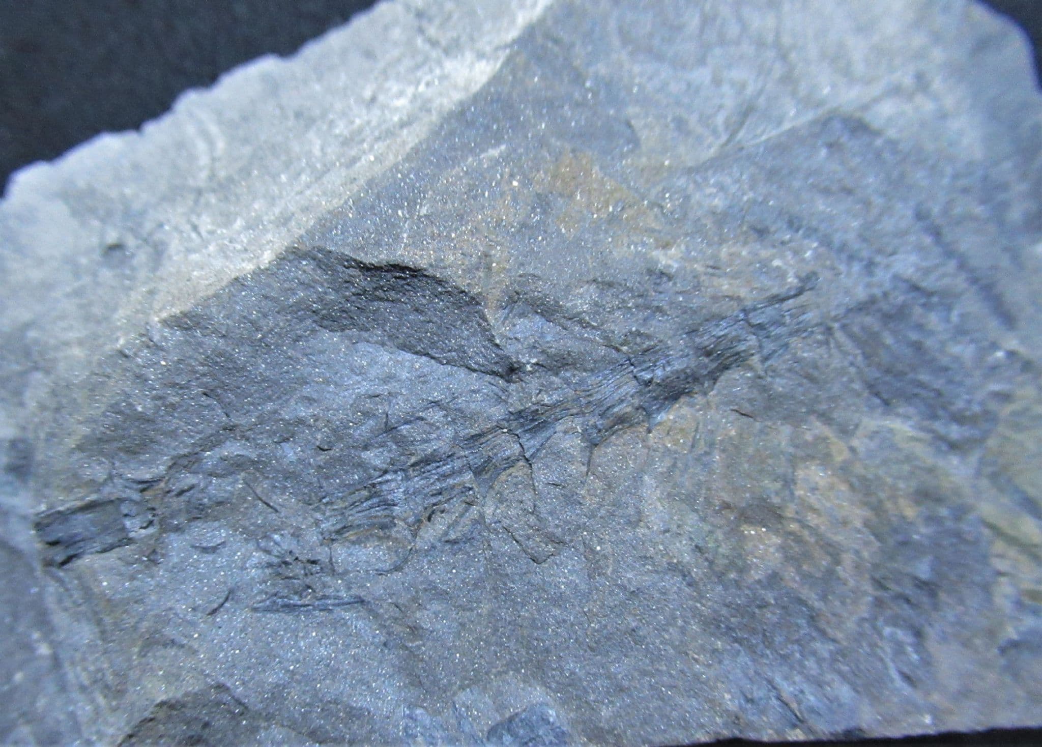 Palaeostachya ettingshausenii rare plant