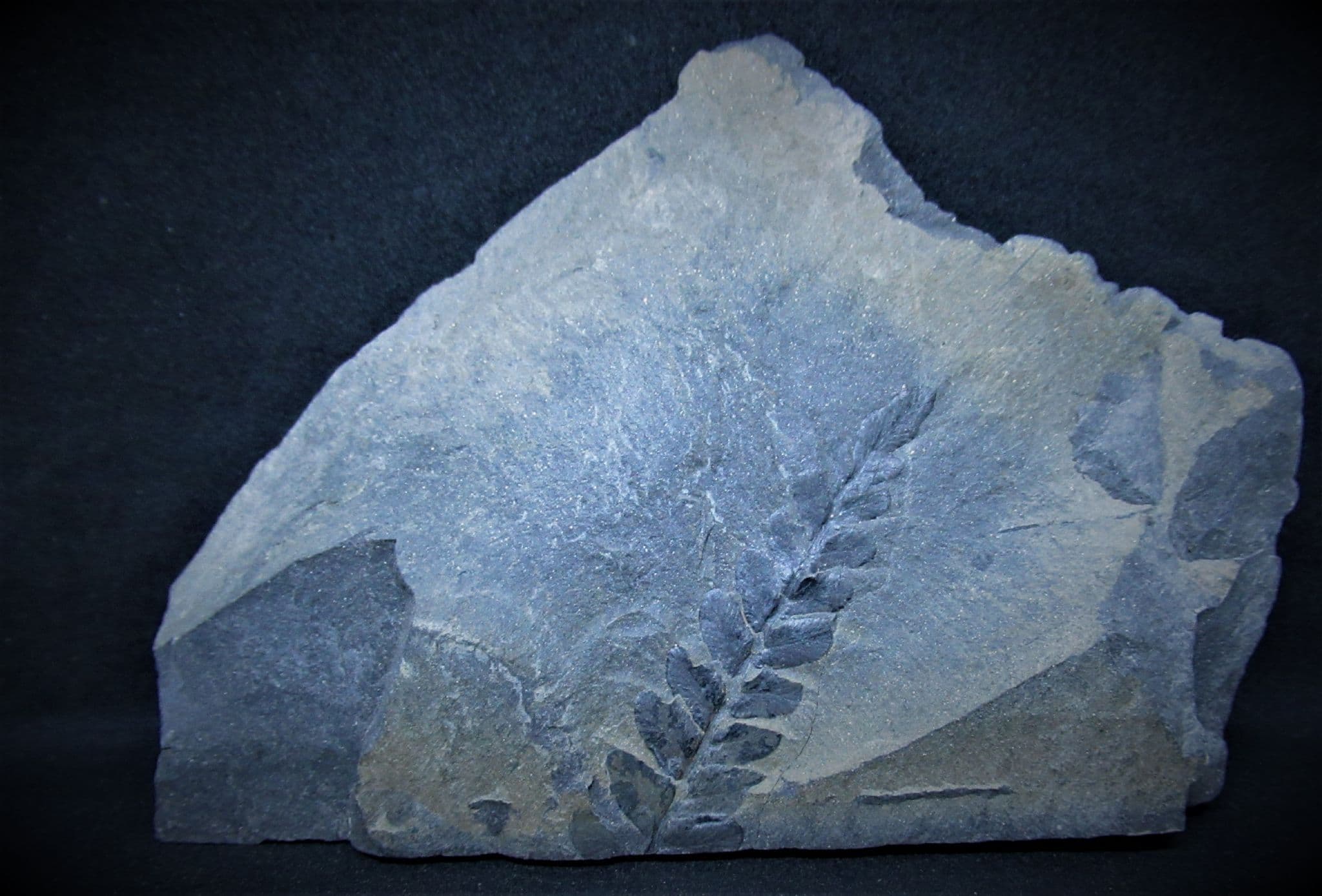 Palaeostachya ettingshausenii rare plant