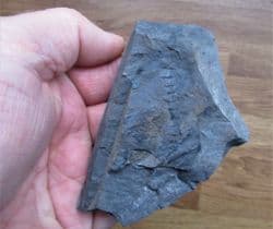 Palaeostachya ettingshausenii rare plant