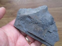 Palaeostachya ettingshausenii rare plant