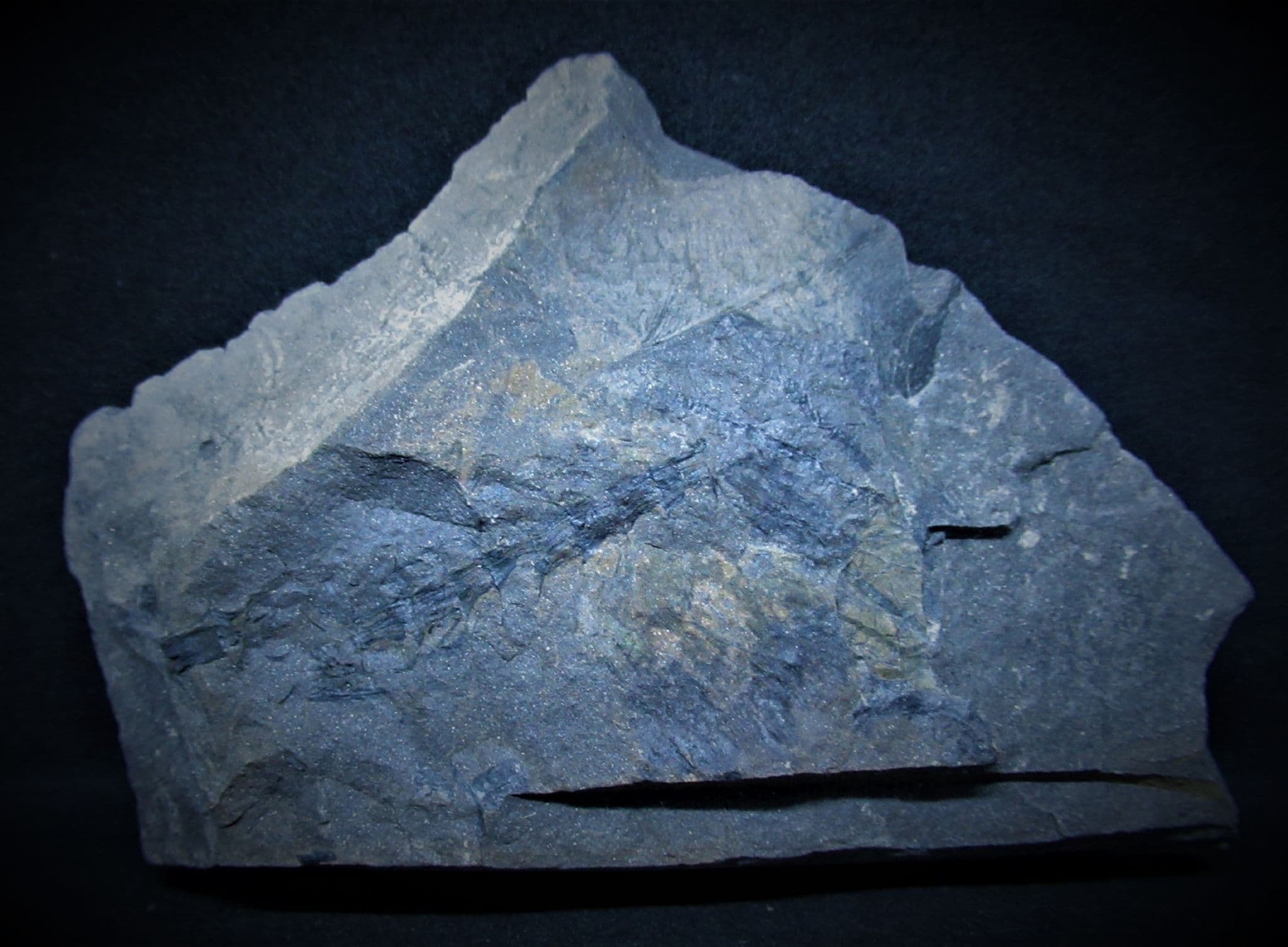 Palaeostachya ettingshausenii rare plant