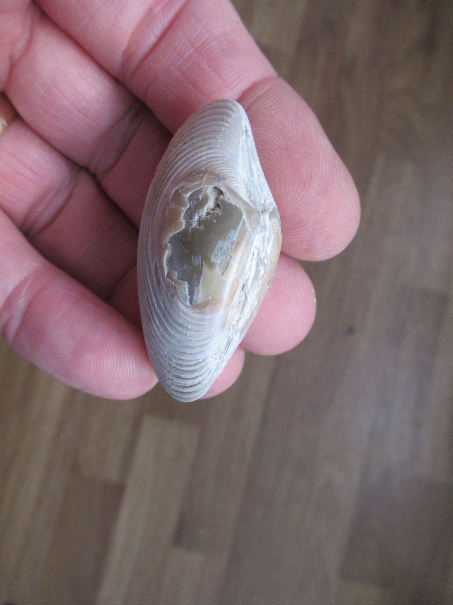 Paphia papilioacea complete bivalve