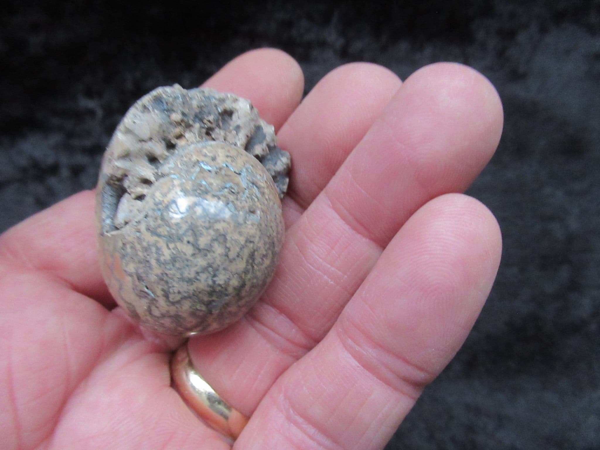 Pararcestes rotundus Mojsisovics