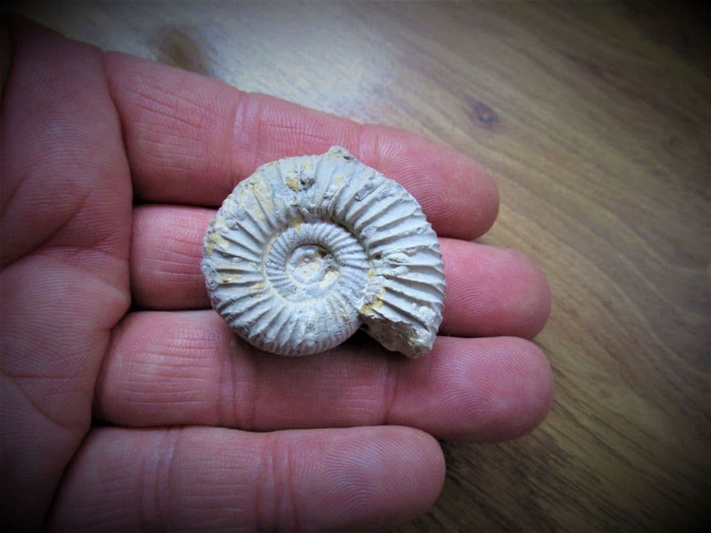 Perisphinctes Dichotomosphinctes bifurcatus Quenstedt 1846